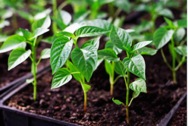 Escamillo Pepper Plant Starts | Ivy Creek Family Farm